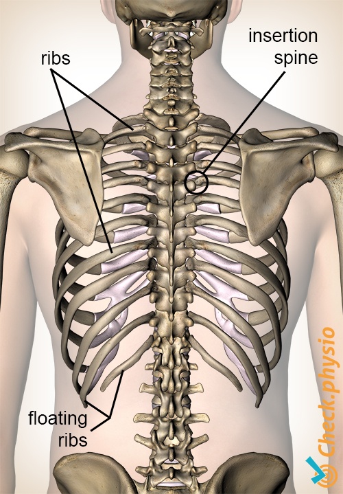 Dysfunction Of The Rib Joints On The Back Physio Check Dysfunction Of The Rib Joints On The Back Physio Check